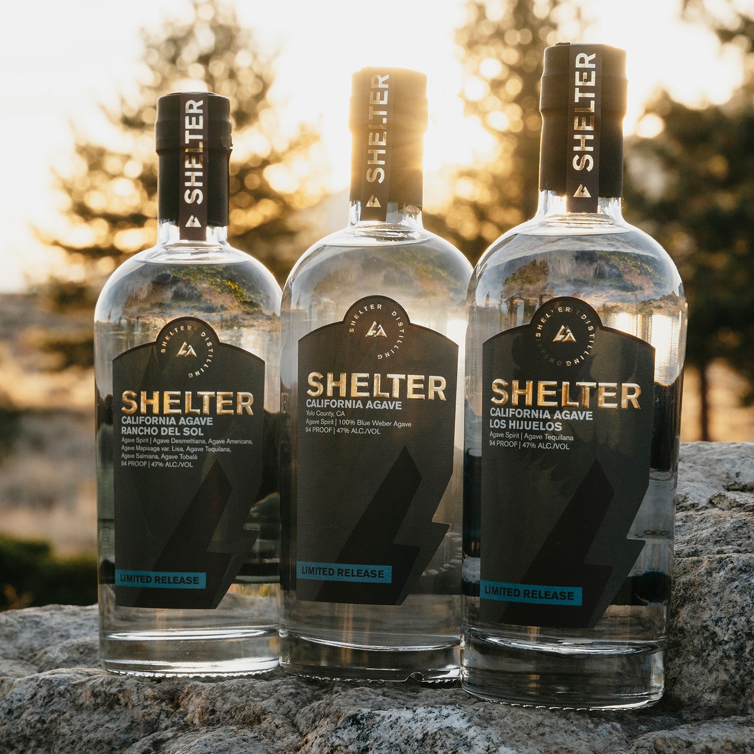 Agave – Shelter Distilling
